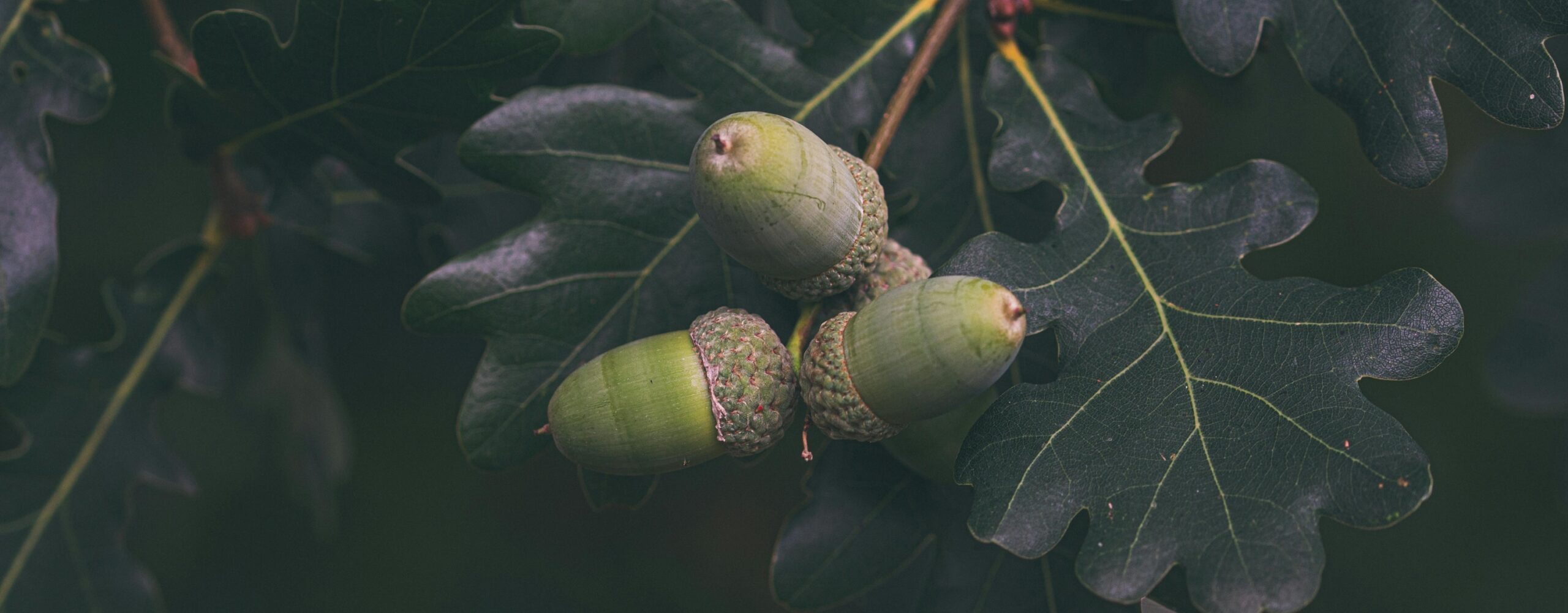 How Are You South Cambs? | Thoughtful Thursdays - Cambridge Acorn Project